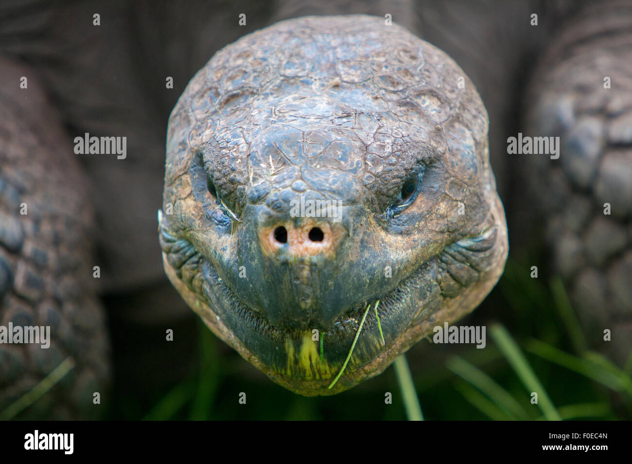 Giant Galapagos land turtle, eating grass in El Chato Tortoise Reserve ...