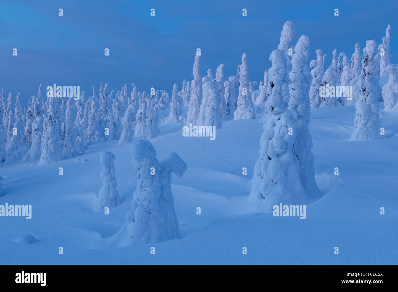 Snow covered trees, Riisitunturi National Park, Finland, February 2009 ...