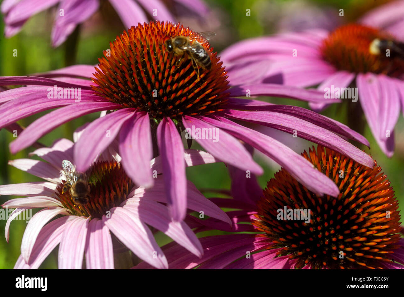 Echinacea purpurea (eastern purple coneflower or purple coneflower ...