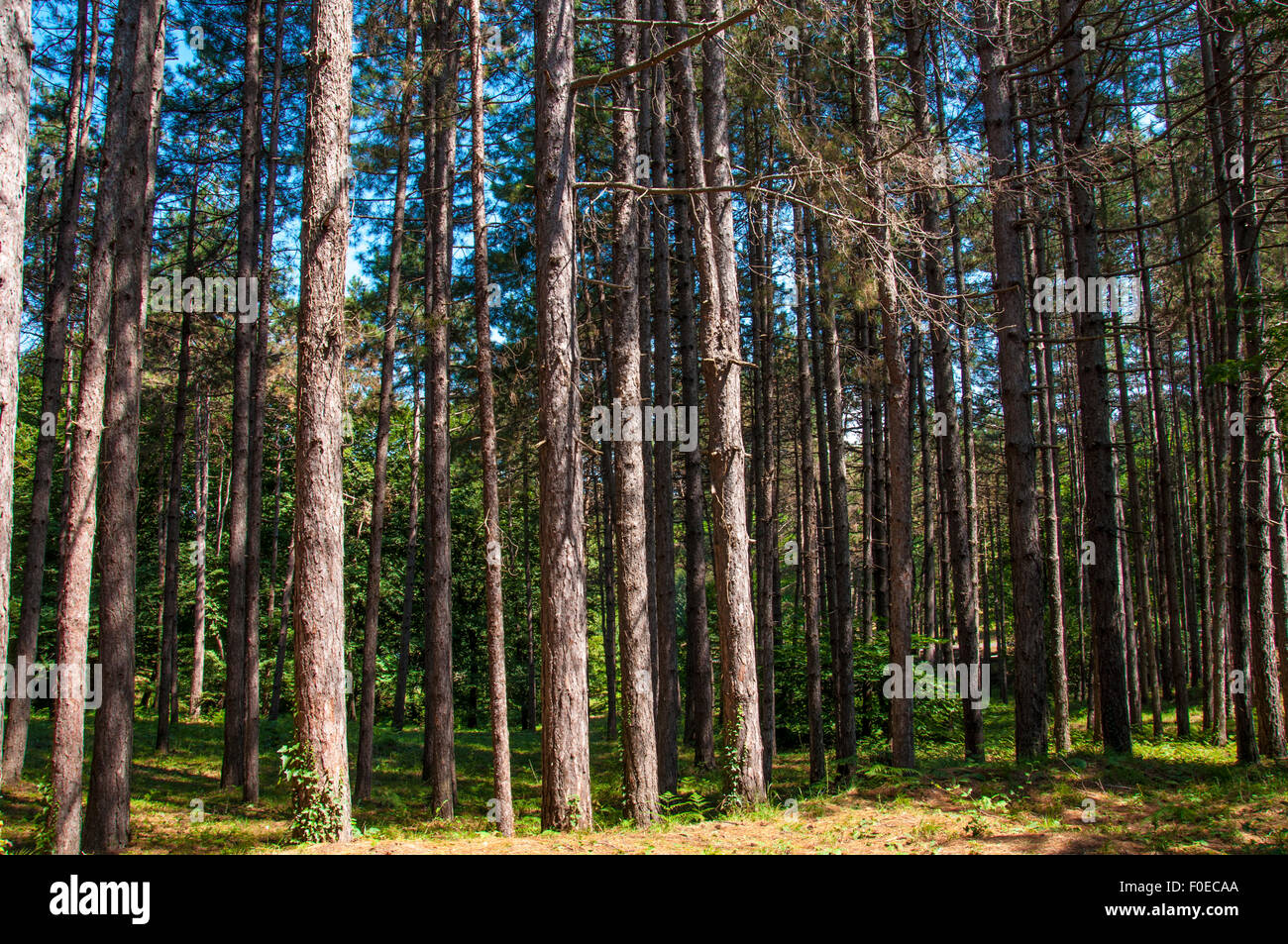 Xeriscaped hi-res stock photography and images - Alamy