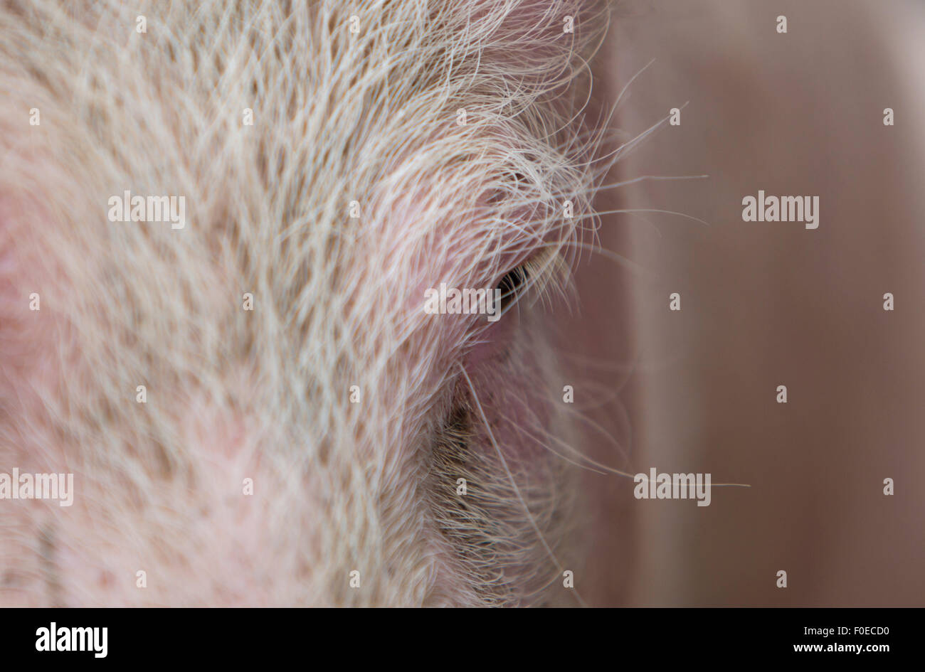 Pig eye detail hi-res stock photography and images - Alamy