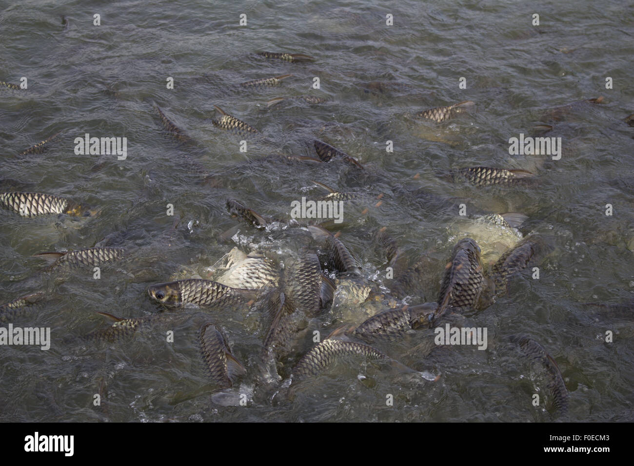 Barbonymus gonionotus hi-res stock photography and images - Alamy