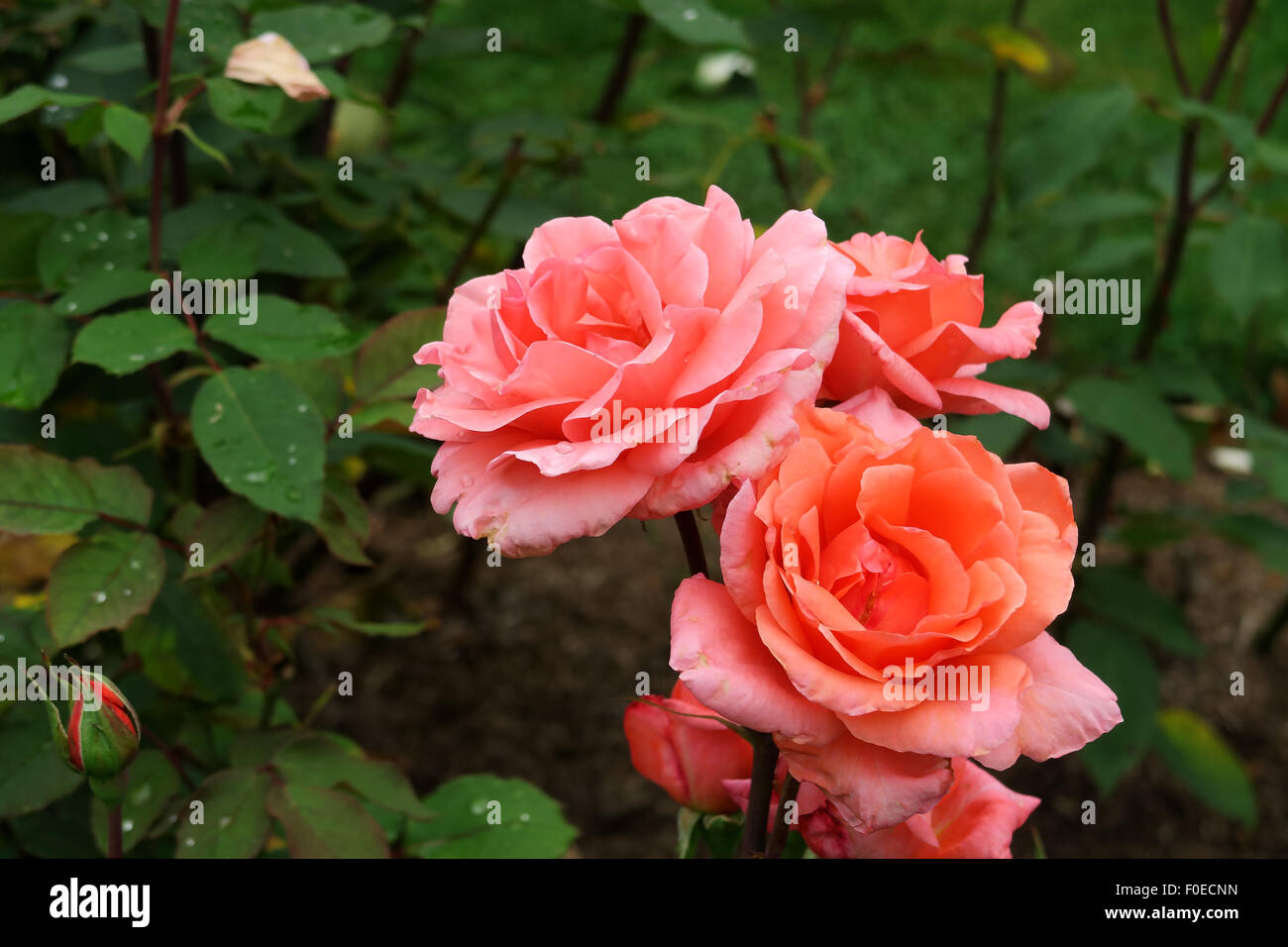 Beautiful orange - Pink roses Stock Photo - Alamy