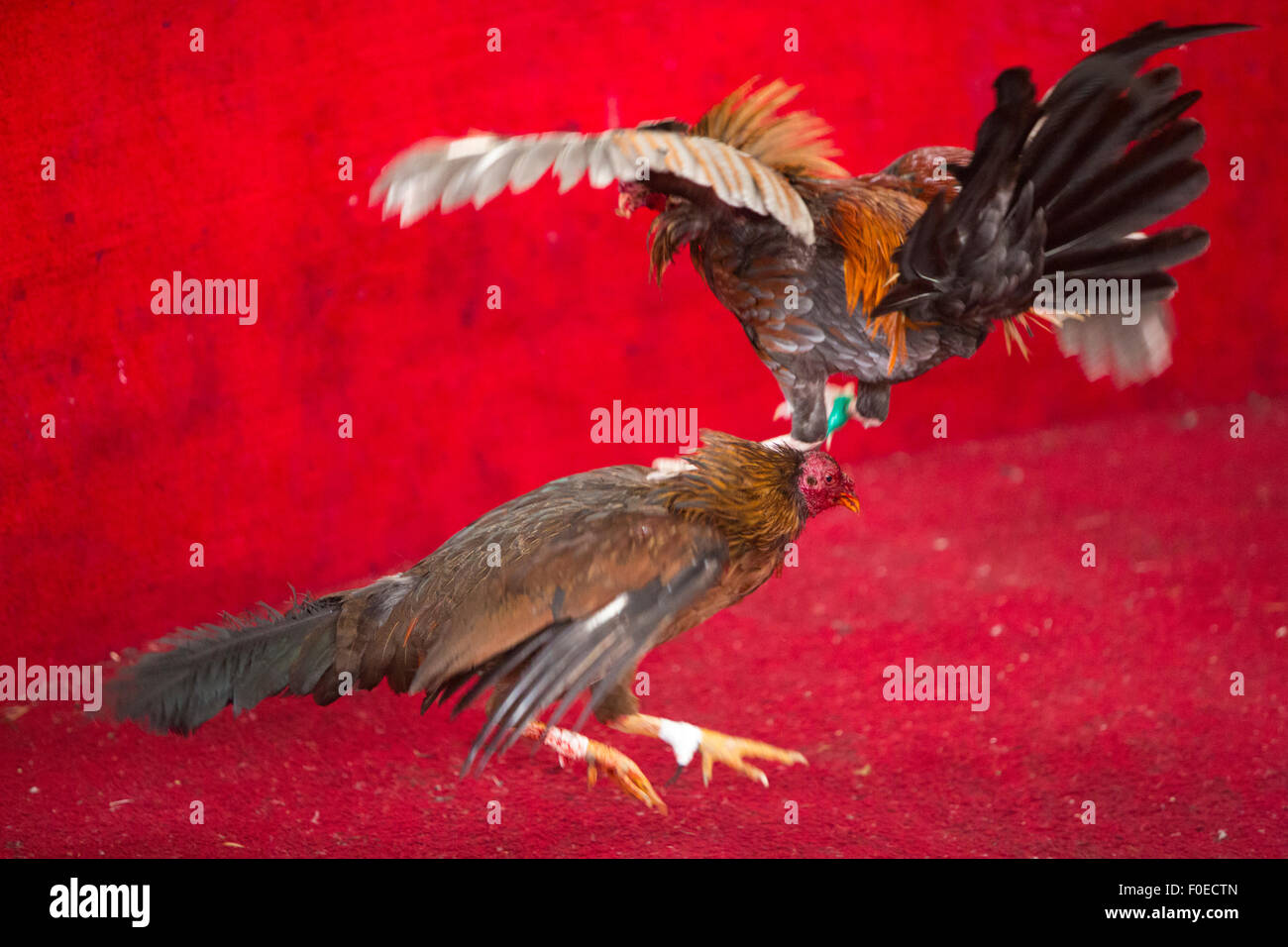 Two chickens fighting into a red ring in Otavalo, Ecuador Stock Photo ...