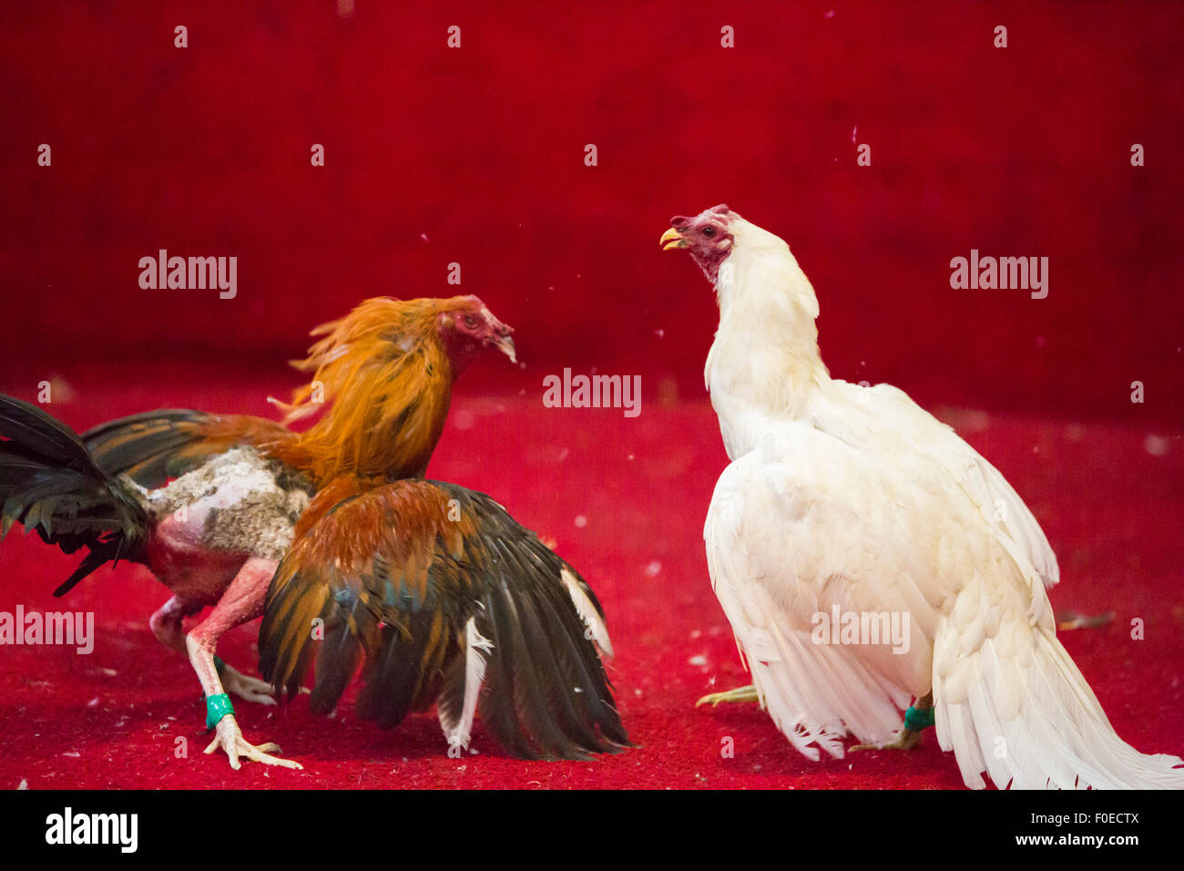 Two chickens fighting into a red ring in Otavalo, Ecuador Stock Photo ...