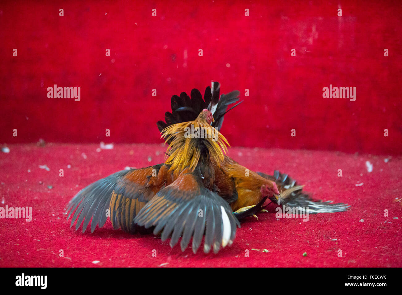 Two chickens fighting into a red ring in Otavalo, Ecuador Stock Photo ...