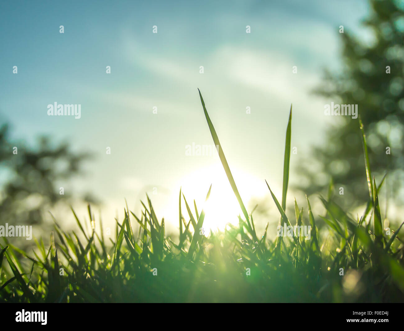 The grass is shining under the morning sun light Stock Photo - Alamy