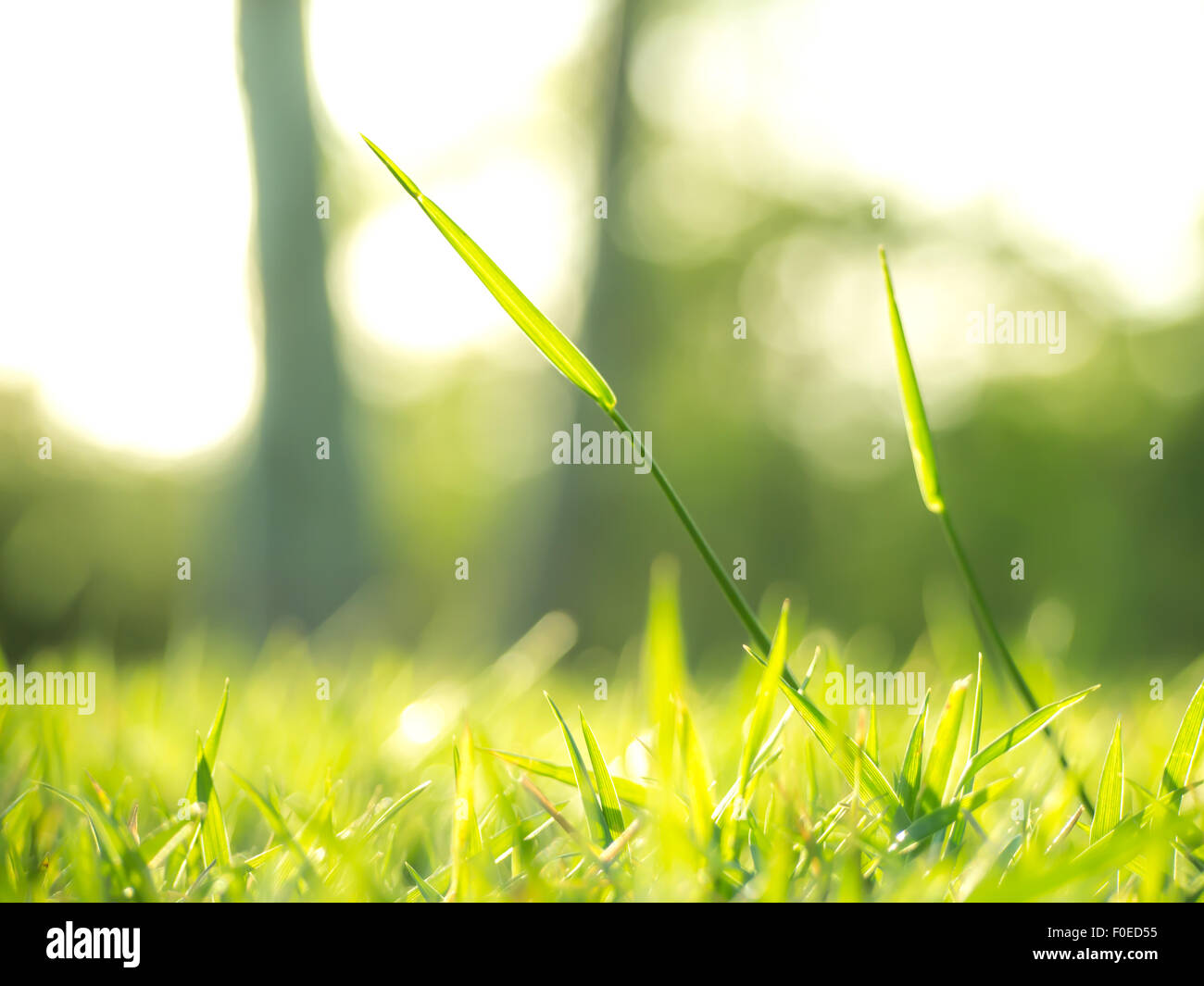 The grass is shining under the morning sun light Stock Photo - Alamy