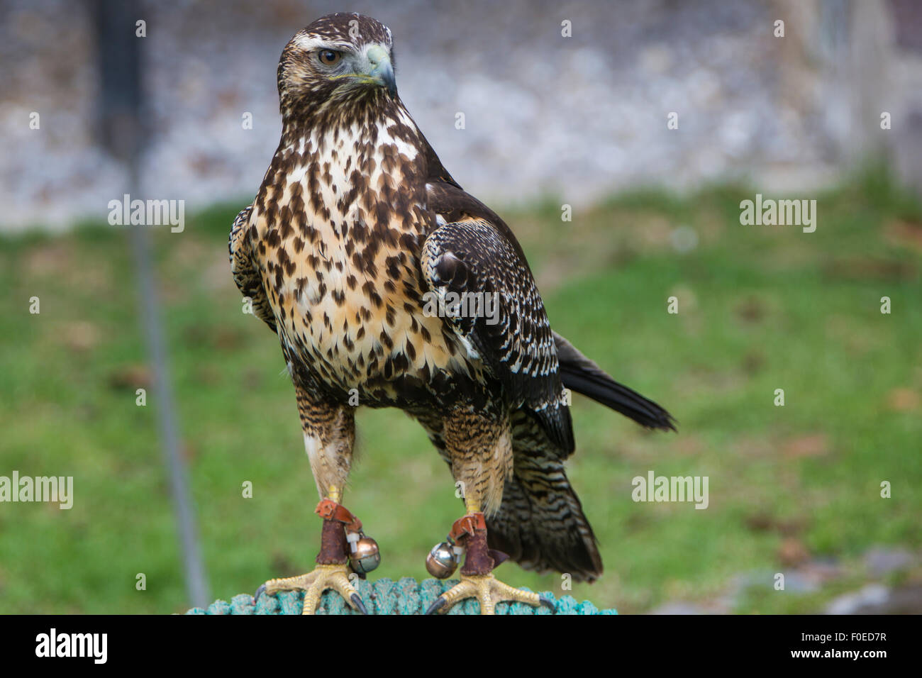 American kestrel standing hi-res stock photography and images - Alamy