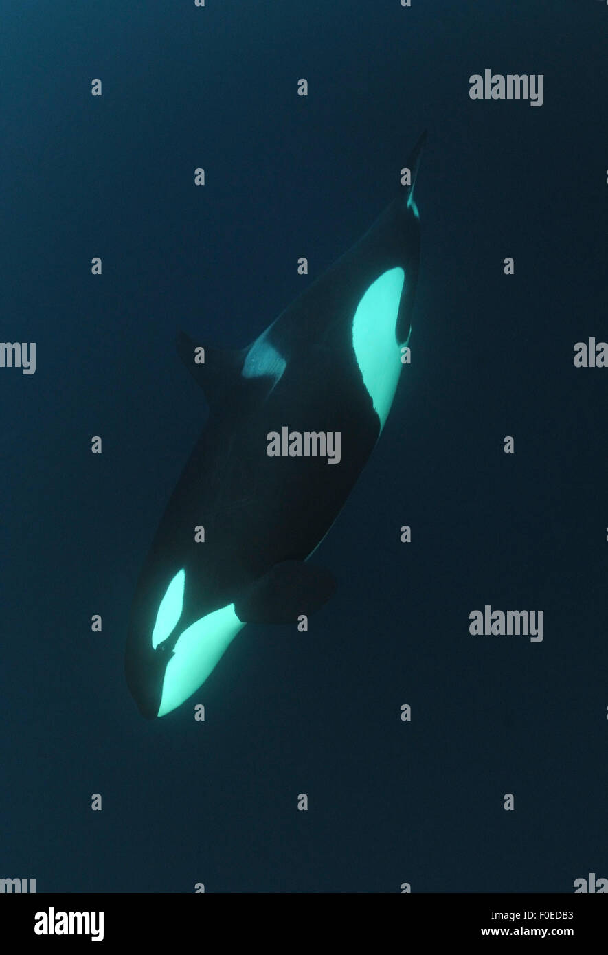 Killer whale / Orca (Orcinus orca) diving down through the water ...