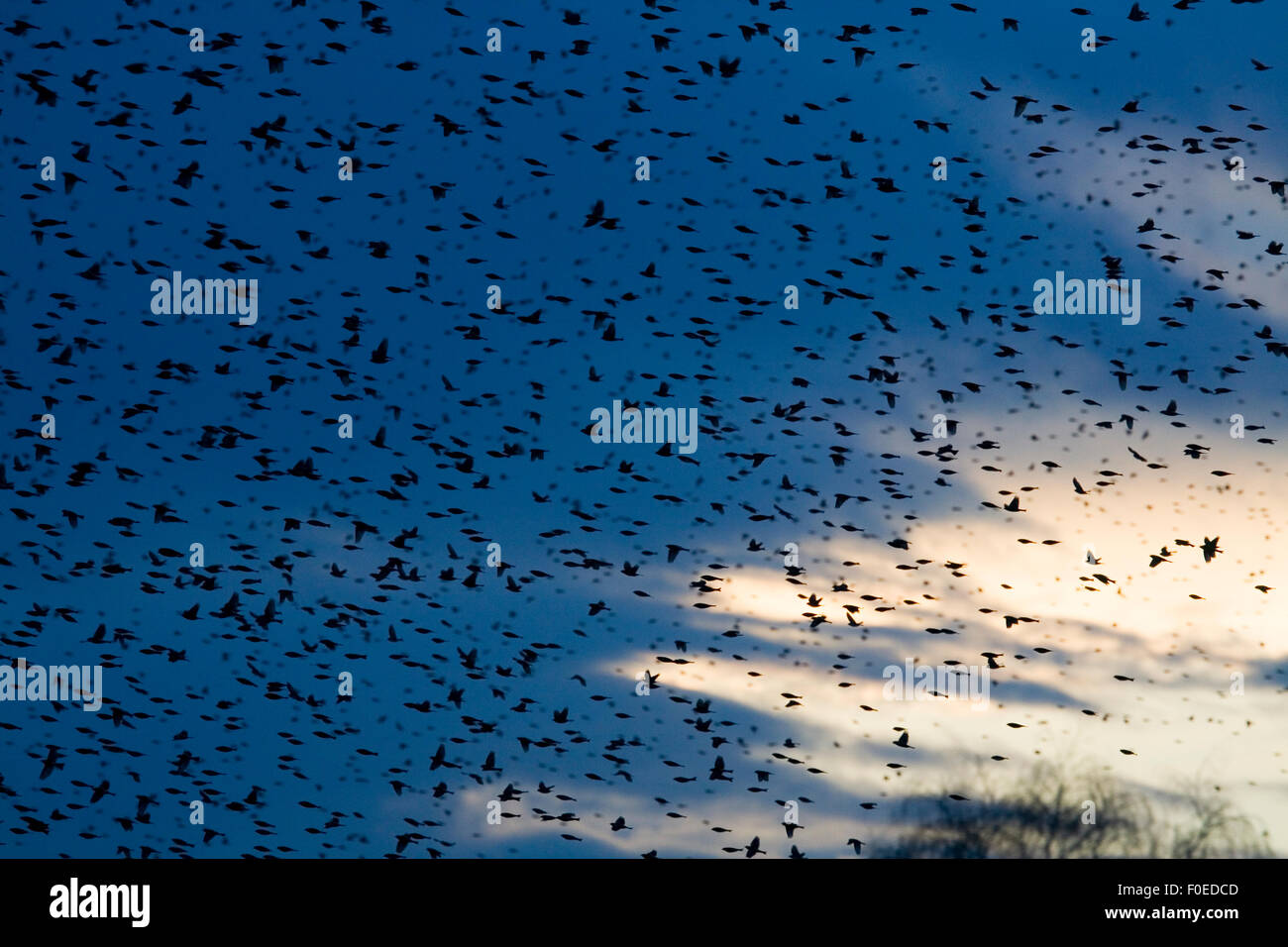 Large flock of Bramblings (Fringilla montifringilla) in flight at dusk ...
