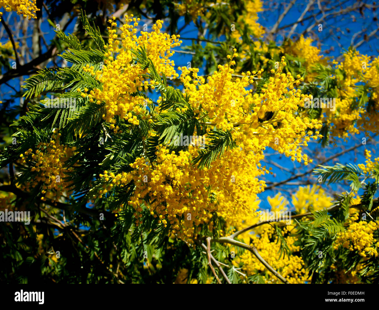 The yellow mimoza is blooming in spring town Stock Photo - Alamy