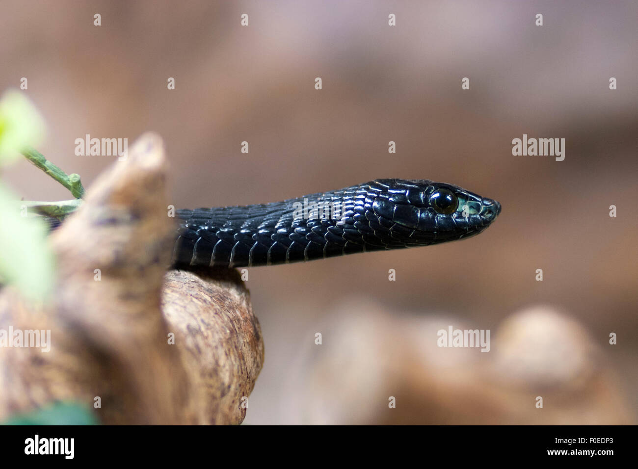 Boomslang snake hi-res stock photography and images - Alamy