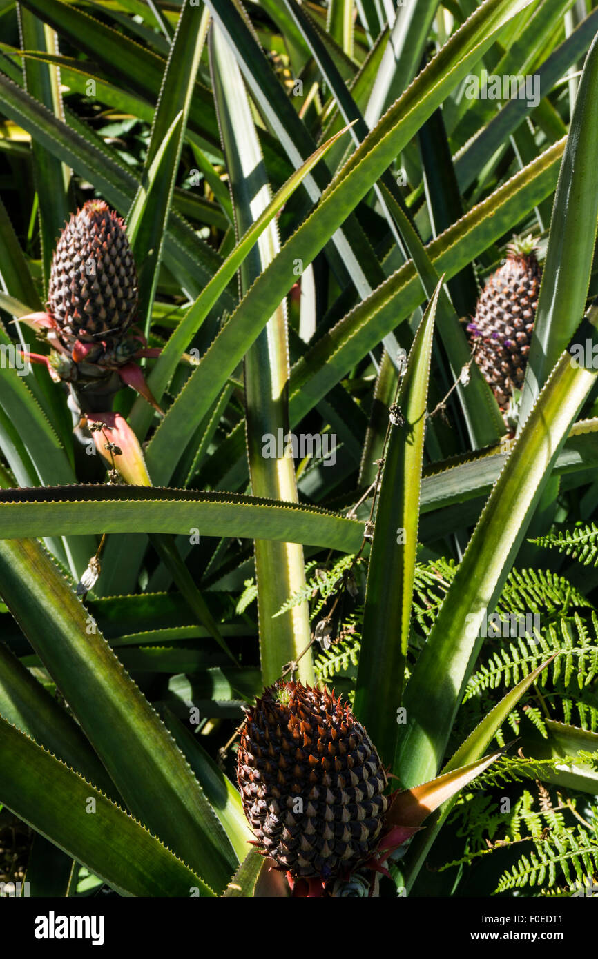 Pineapple cultivation in the Amazon basin.Huanuco, Peru Stock Photo - Alamy