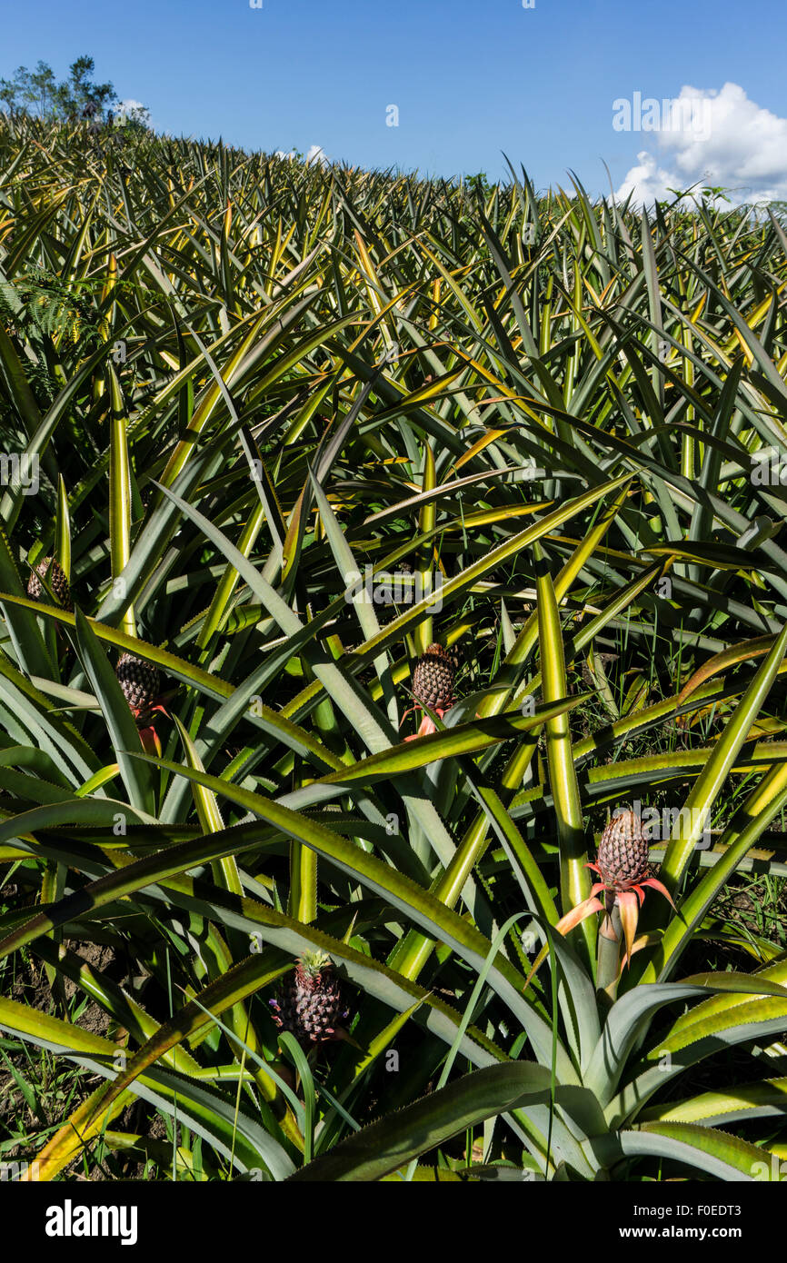 Pineapple cultivation in the Amazon basin.Huanuco, Peru Stock Photo - Alamy