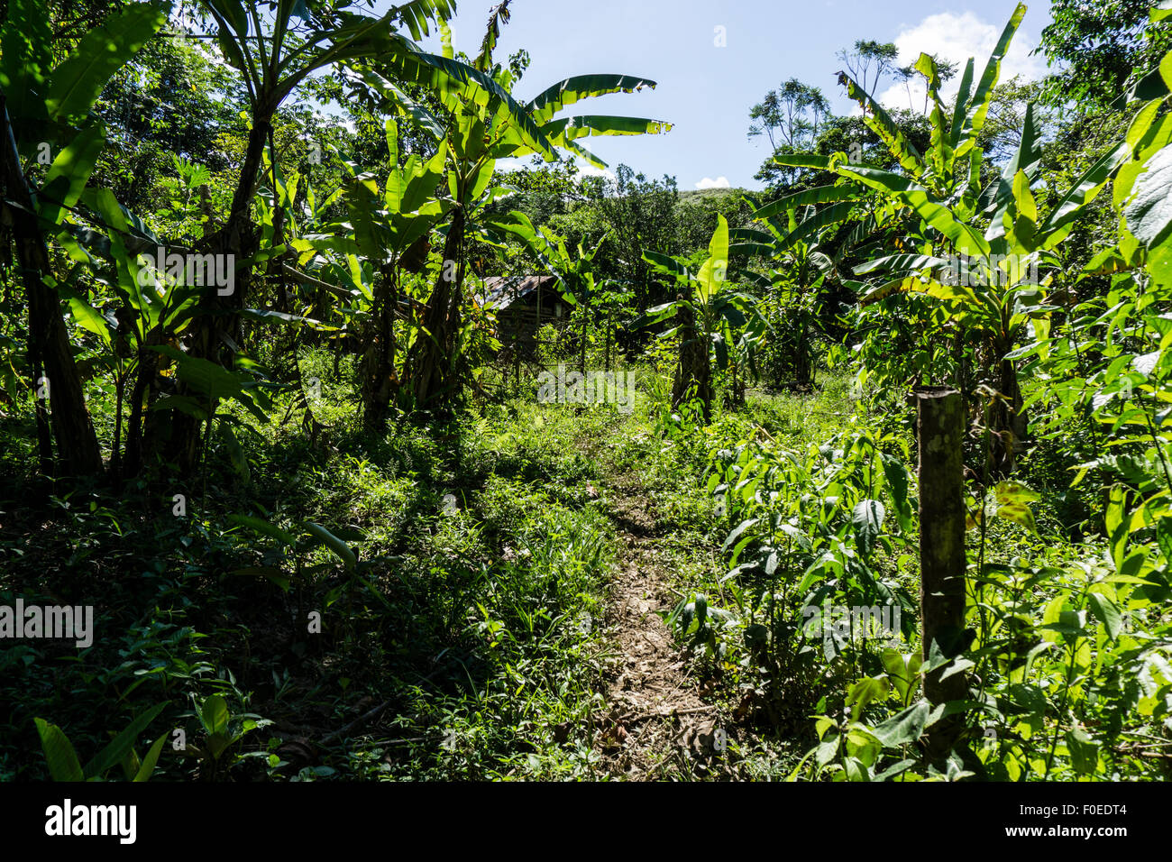 Peru plantation hi-res stock photography and images - Alamy