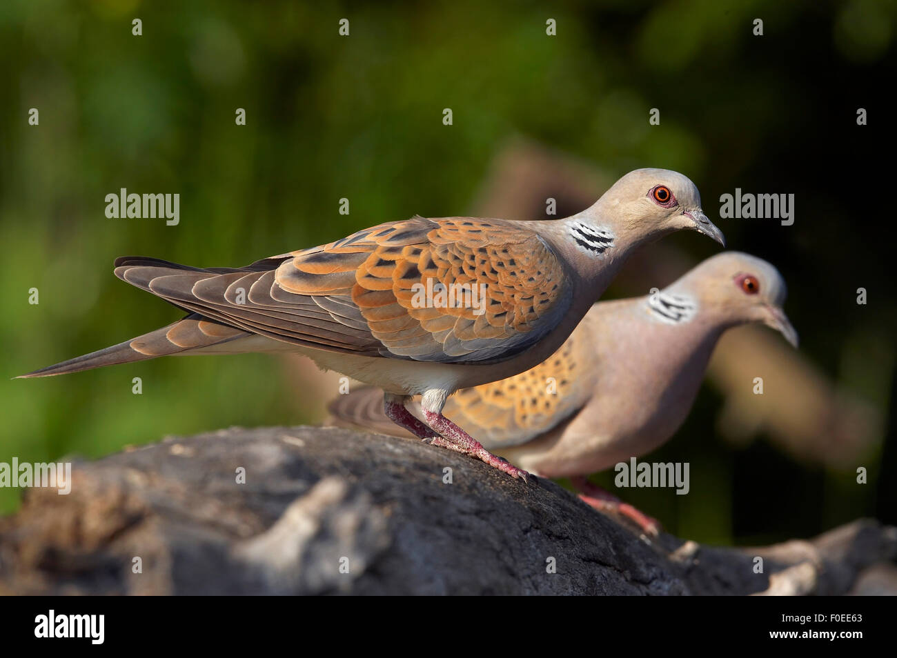 Male and female dove hi-res stock photography and images - Alamy