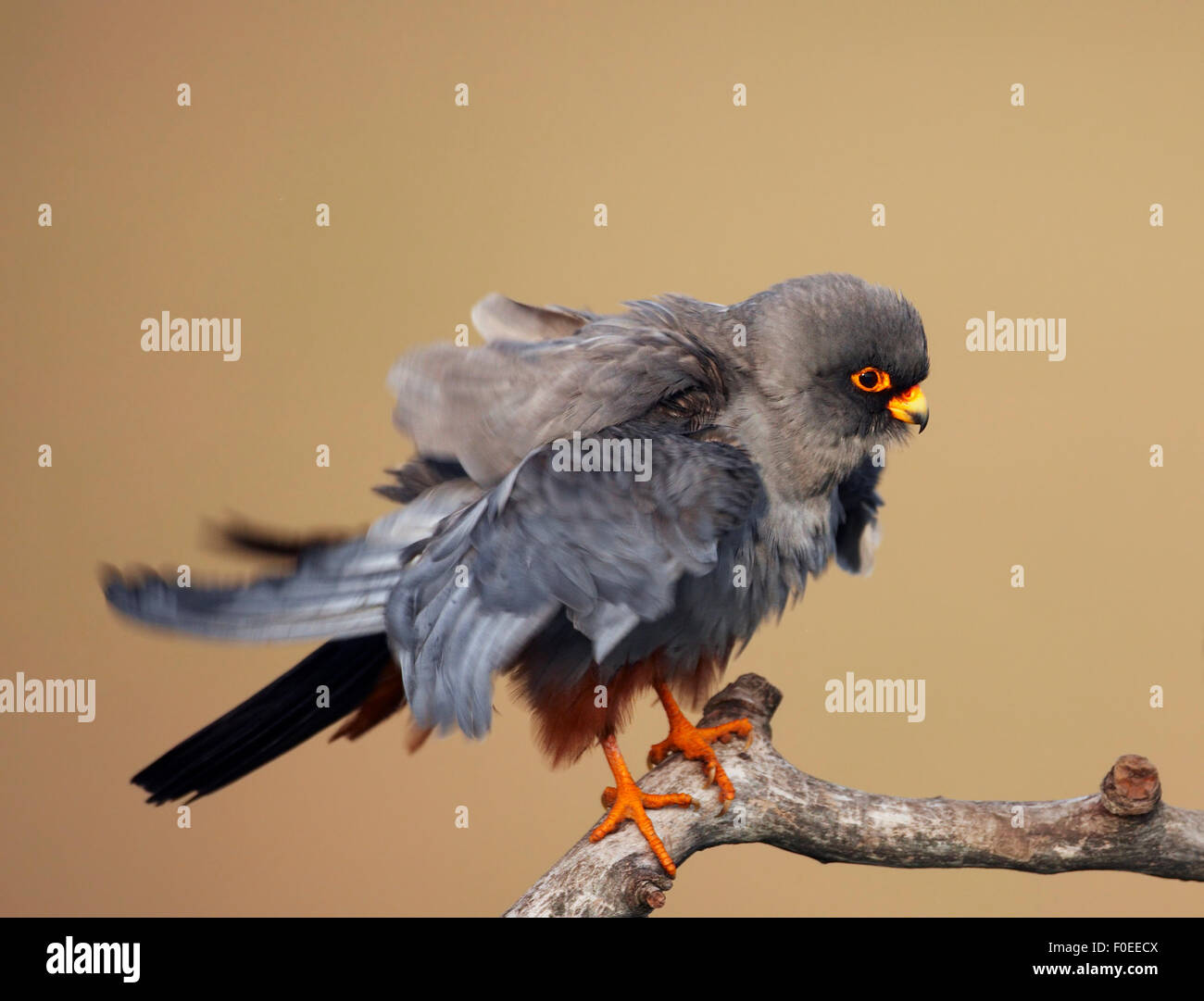 Red-footed Falcon (Falco vespertinus) male perched with feathers ...