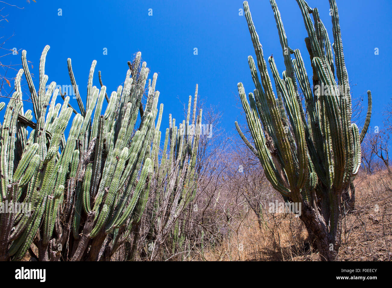 Dry dense vegetation hi-res stock photography and images - Alamy
