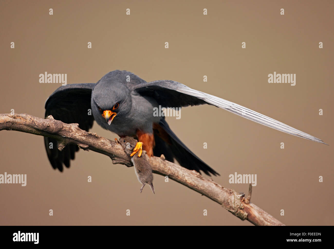 Falcon catching hi-res stock photography and images - Alamy