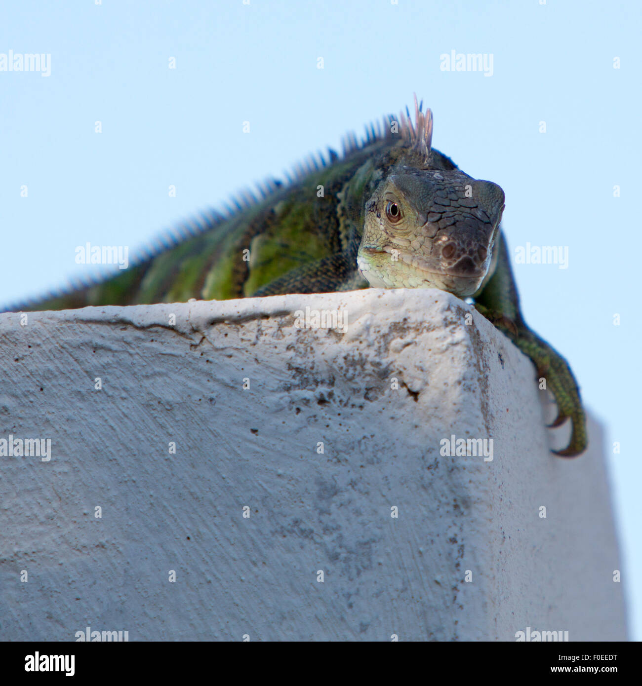 Lizard resting on a wall with blurred background in Riohacha, La ...