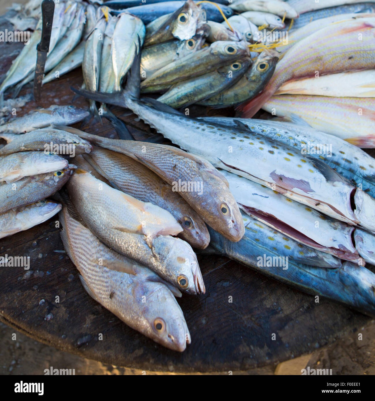 Close up of Fresh blue wild fishes at the fish market on the beach in ...
