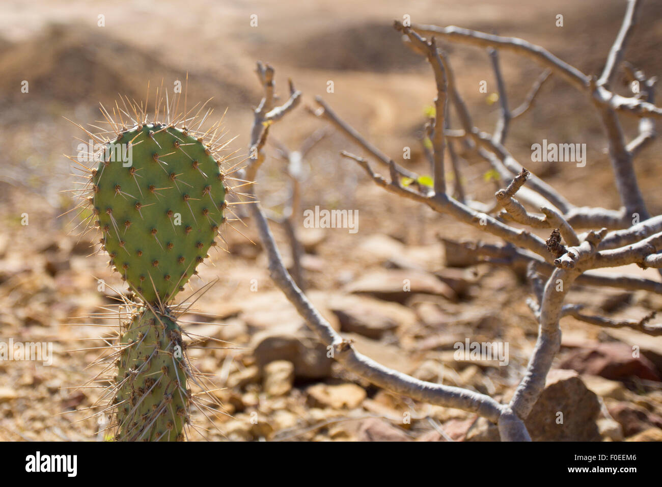 Small cactus rising over low trees in Punta Gallinas, La Guajira ...