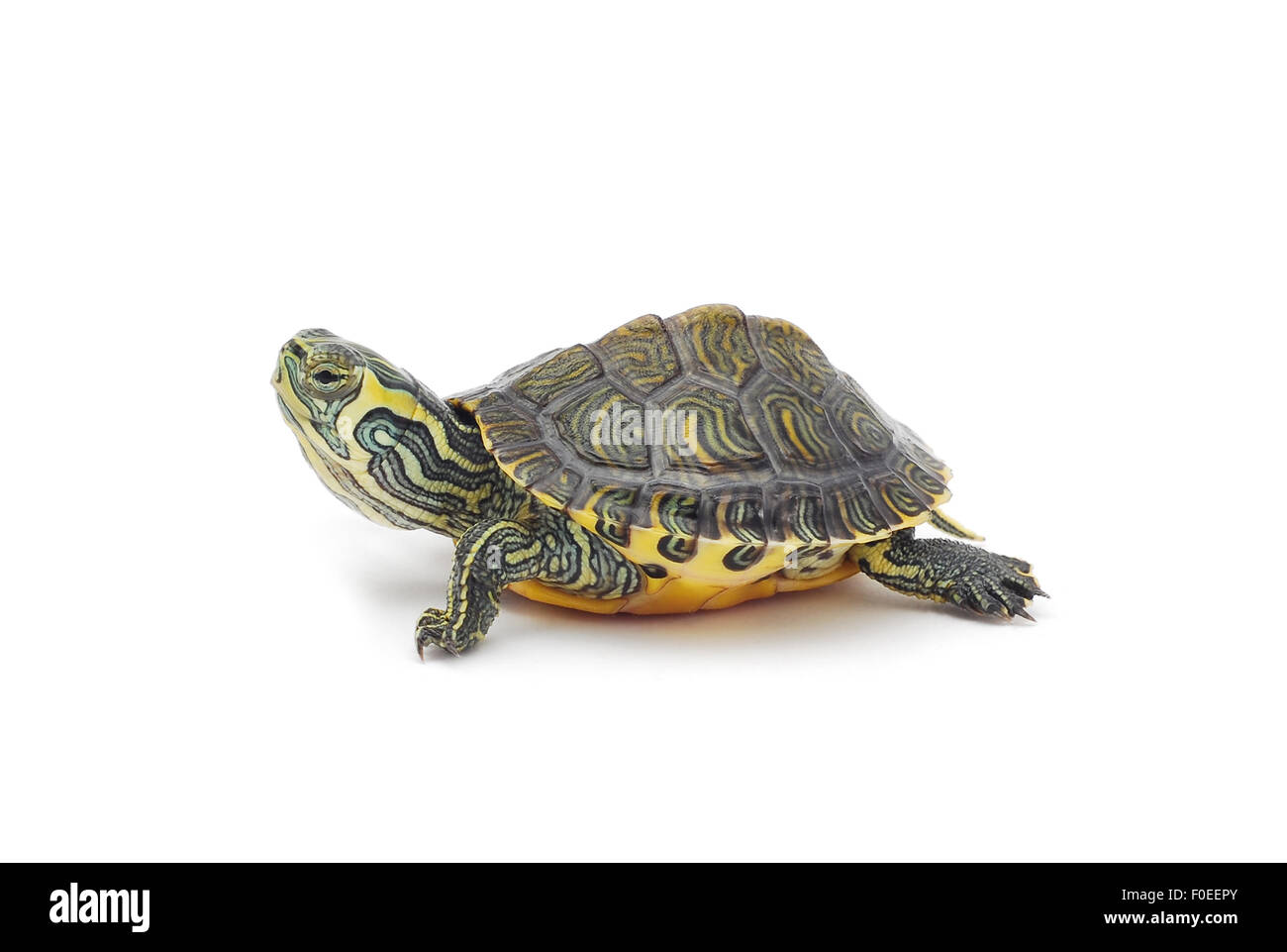 water turtle on white background Stock Photo - Alamy