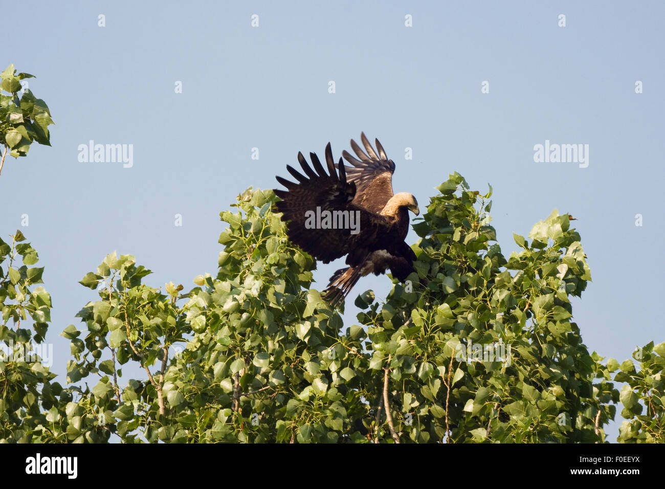 eastern-imperial-eagle-aquila-heliaca-collecting-green-twigs-for