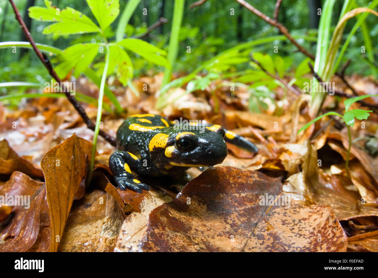 European fire salamanders hi-res stock photography and images - Alamy