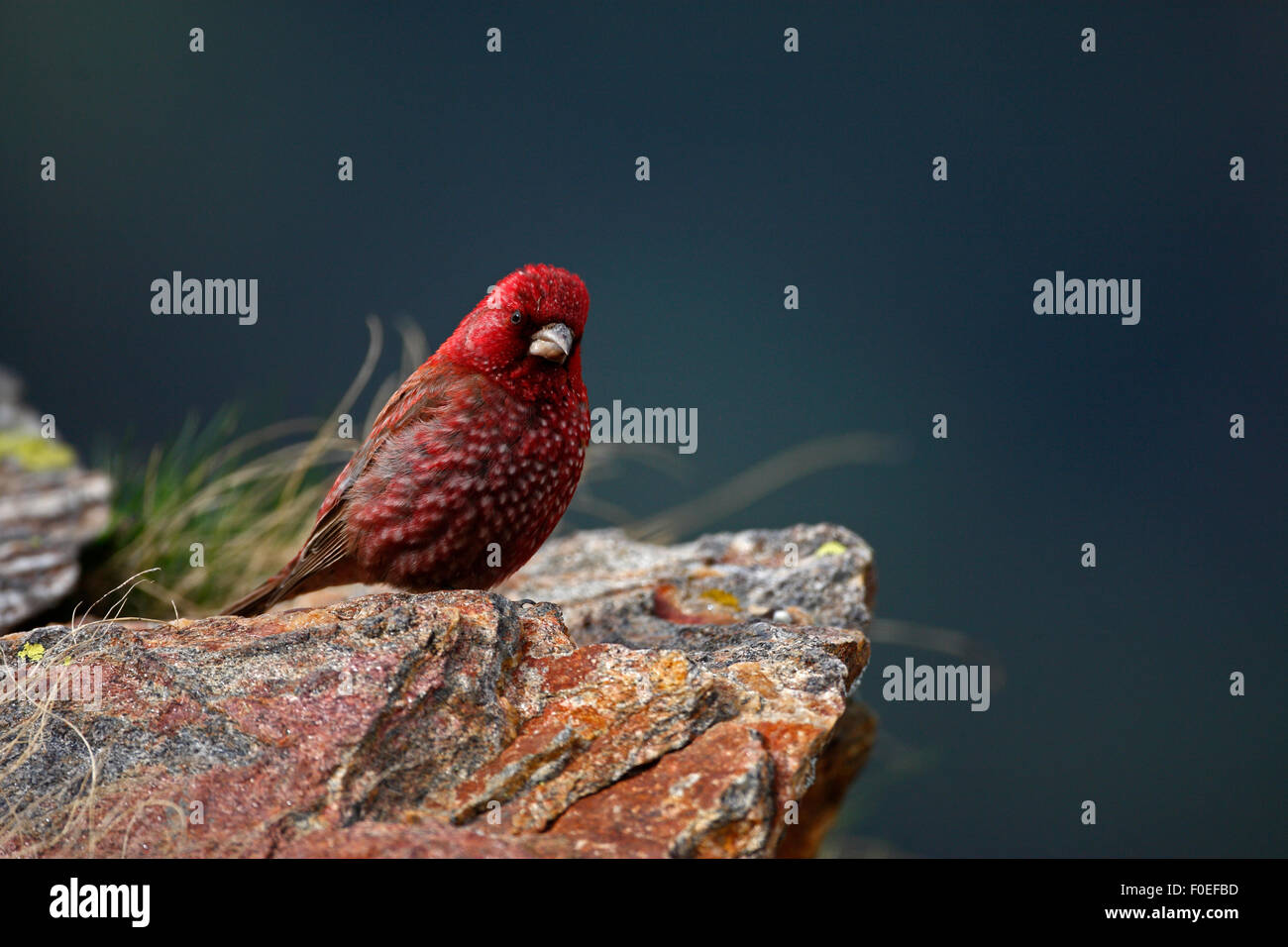 Old male Great rosefinch (Carpodacus rubicilla) on rock, Mount Cheget ...
