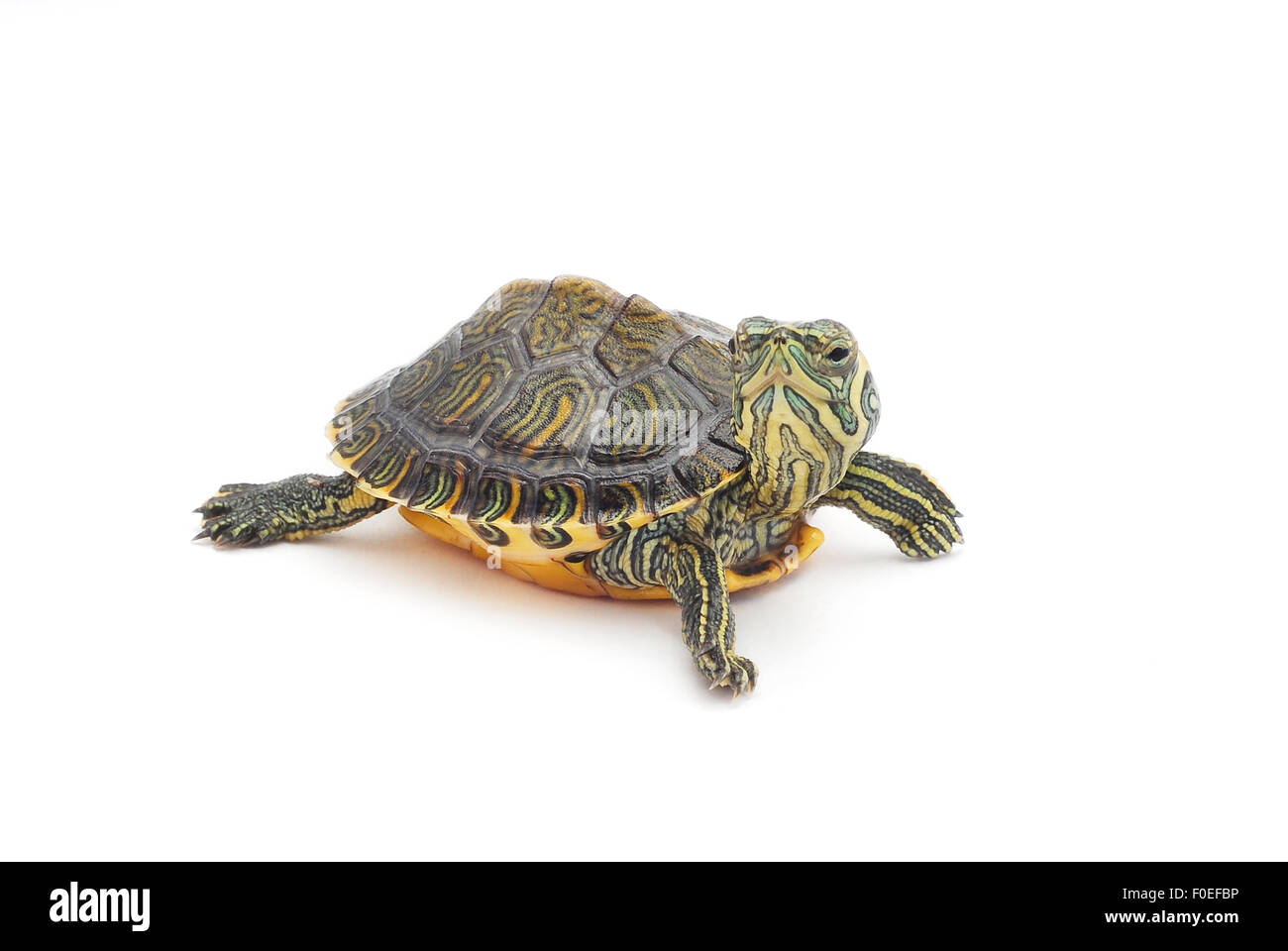 Funny turtle hi-res stock photography and images - Alamy