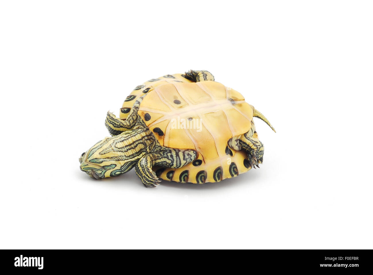 Upside down turtle hi-res stock photography and images - Alamy