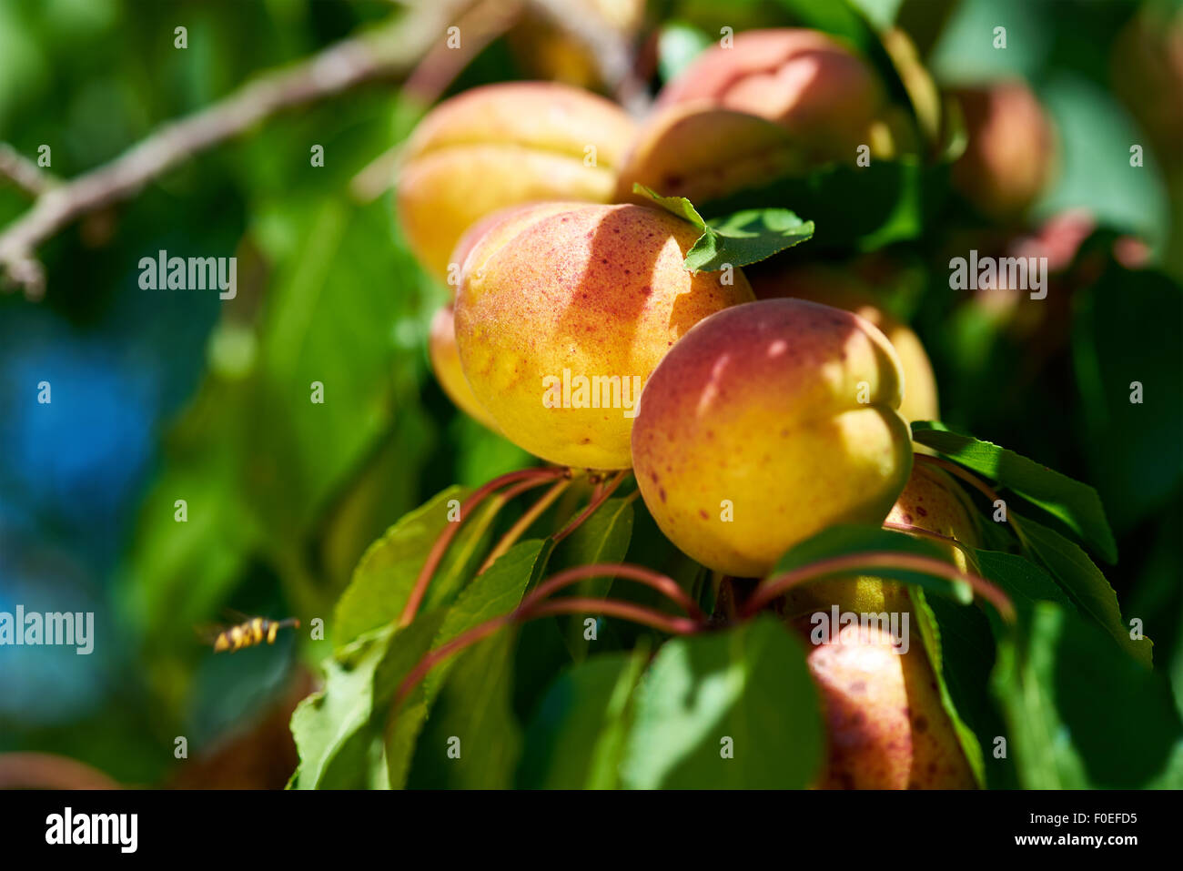Apricot tree branch Stock Photo - Alamy