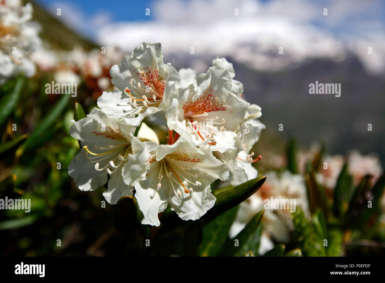 Caucasian rhododendron (Rhododendron caucasium) flowers, Mount Cheget ...