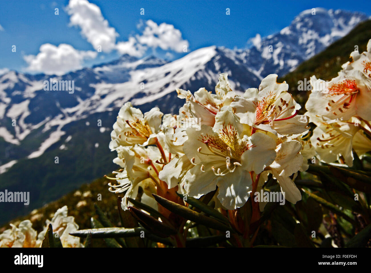 Caucasian rhododendron (Rhododendron caucasium) flowers, Caucasus ...