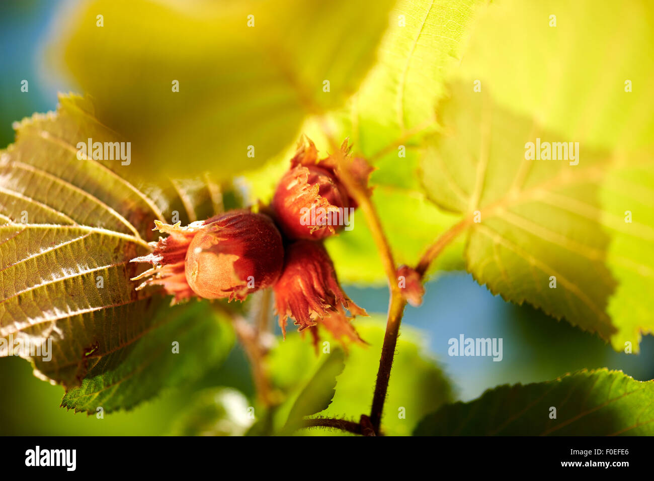 Hazel filbert tree with hazelnuts macro closeup Stock Photo - Alamy