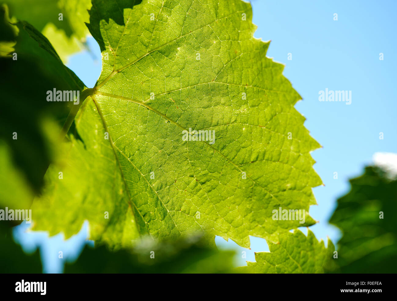Green grape leaf Stock Photo - Alamy