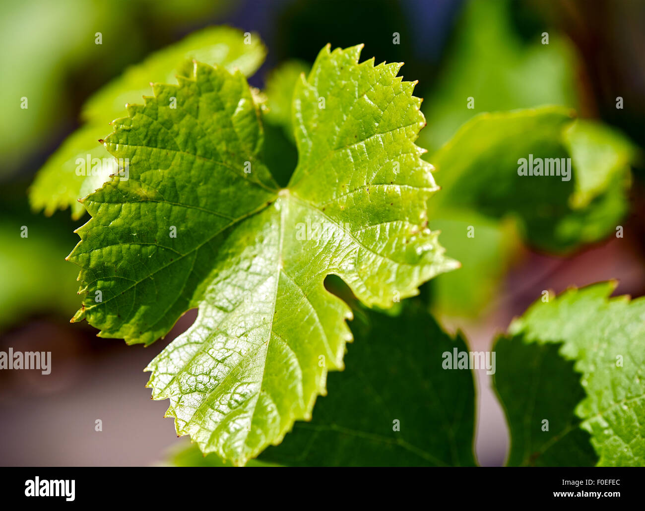 Green grape leaf Stock Photo - Alamy
