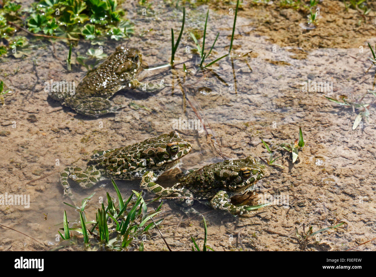 Three European green toads (Bufo viridis) in dried up pond (at 2,711m ...