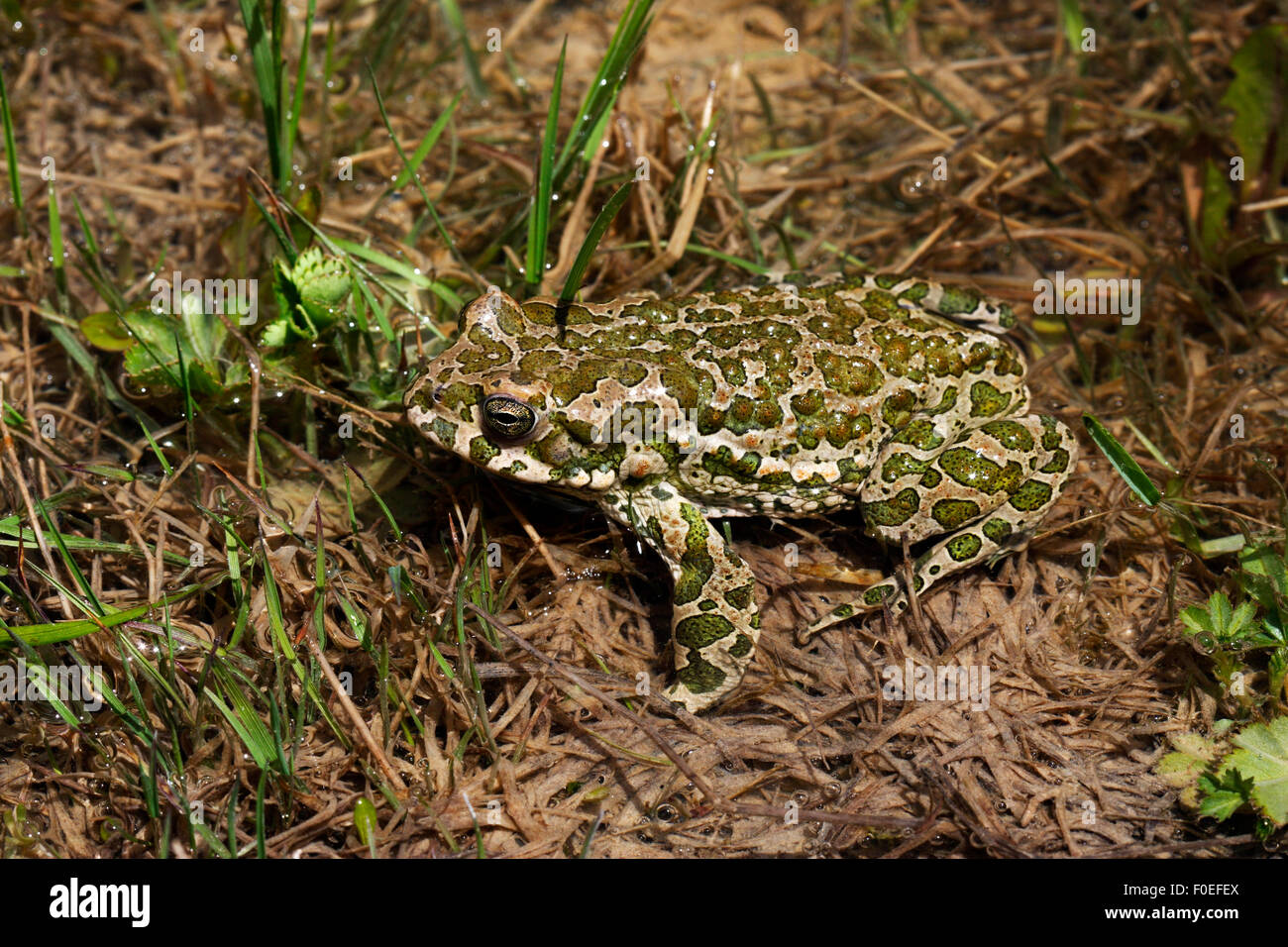 Toads of russia hi-res stock photography and images - Alamy