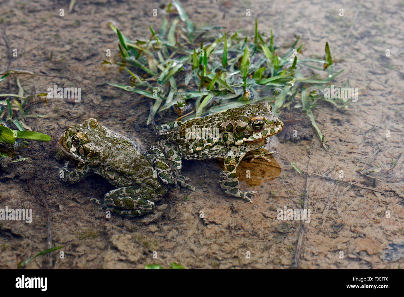 Two male European green toads (Bufo viridis) in pond (at 2,711m) in ...