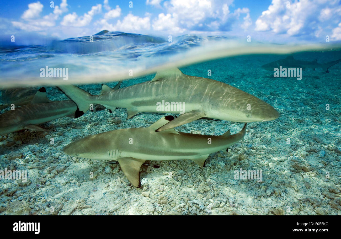 HALF UNDERWATER VIEW OF BLACKTIP REEF SHARK Stock Photo - Alamy