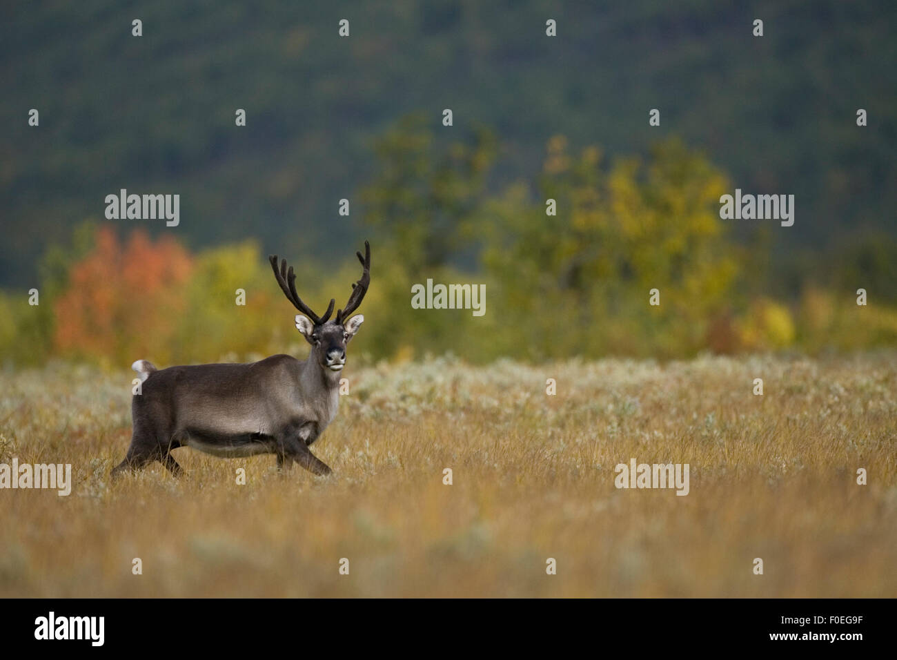 Reindeer (Rangifer tarandus) semi-domesticated, small scale herding by ...