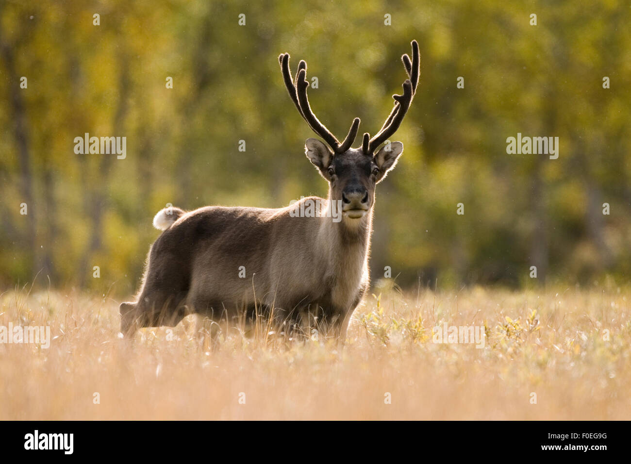 Scandinavian reindeer hi-res stock photography and images - Alamy