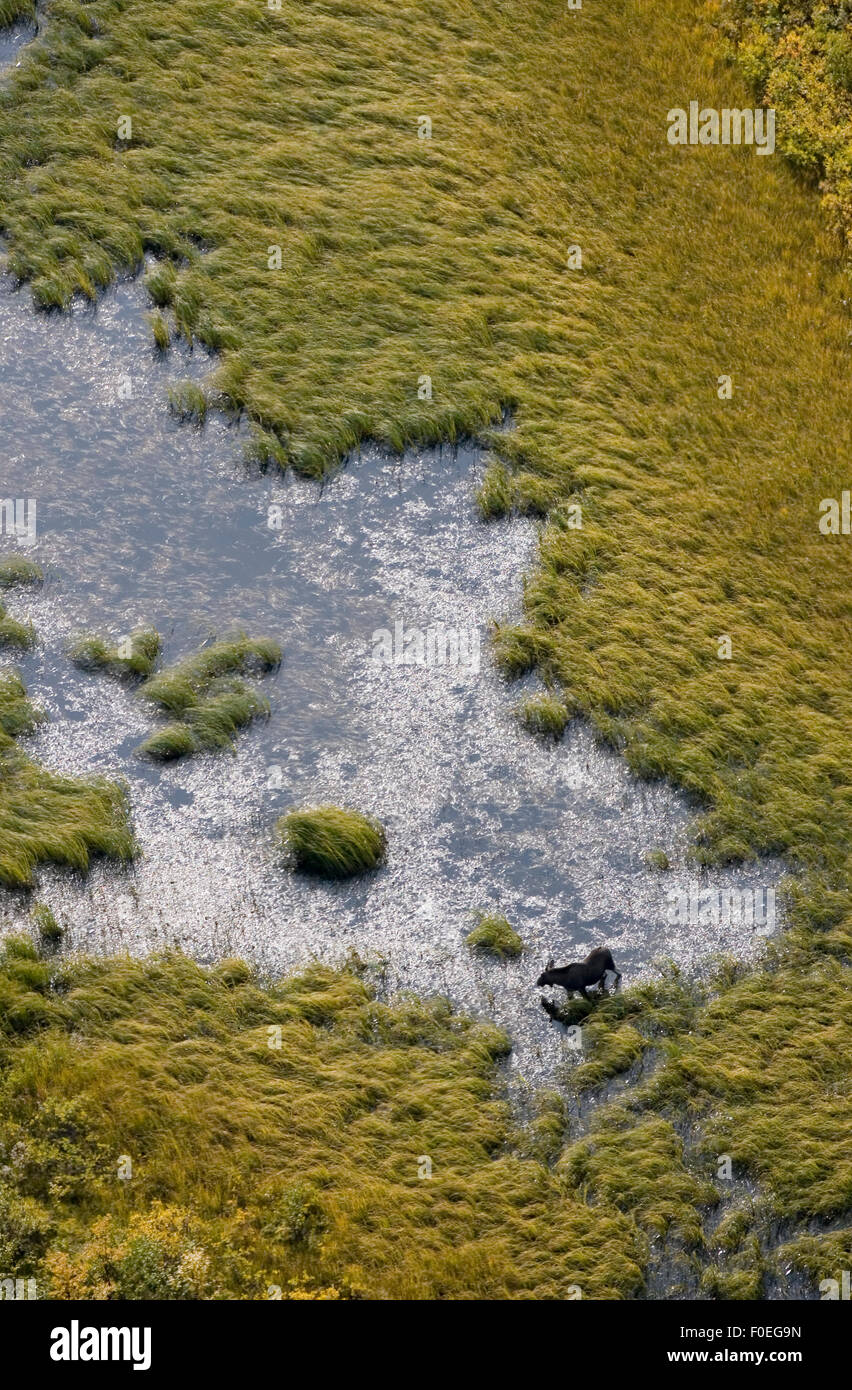 Aerial of European elk / Moose (Alces alces) feeding in wetland ...