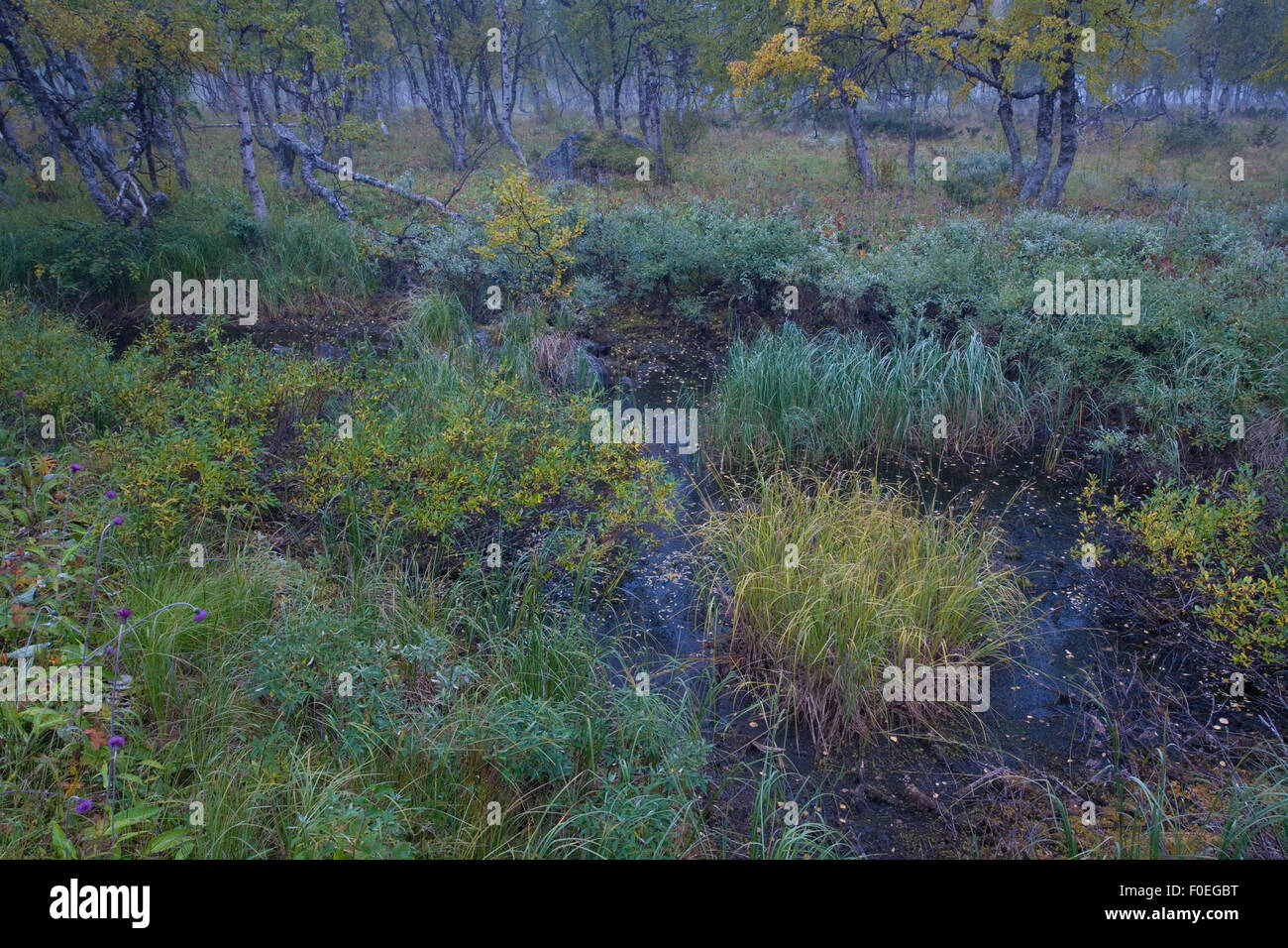 Bog woodland with mixed boreal species, Sarek National Park, Laponia ...