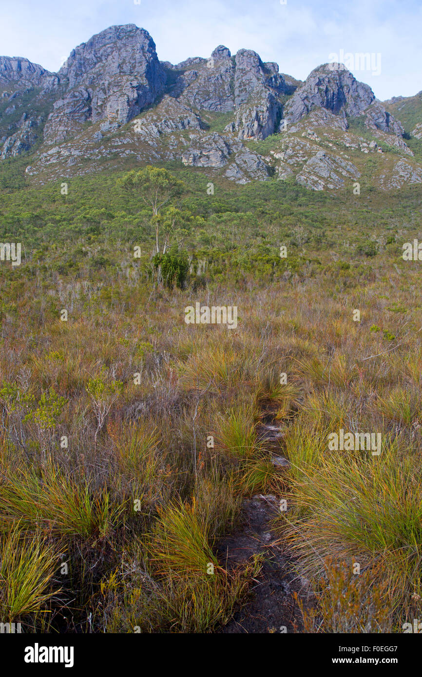 Walking trail to Sentinel Range in Tasmania's Southwest Wilderness ...