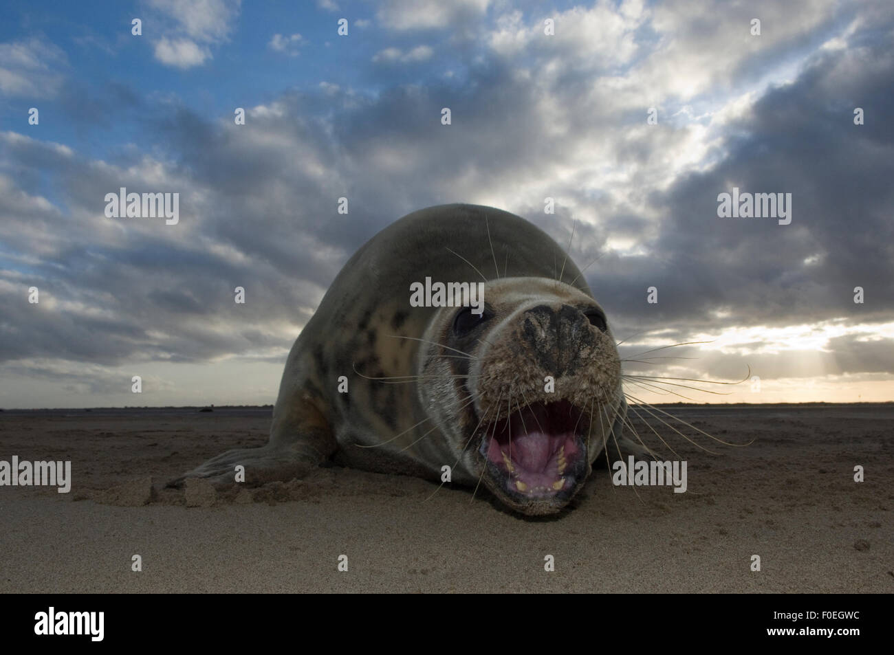 Aggressive animals portraits hi-res stock photography and images - Alamy