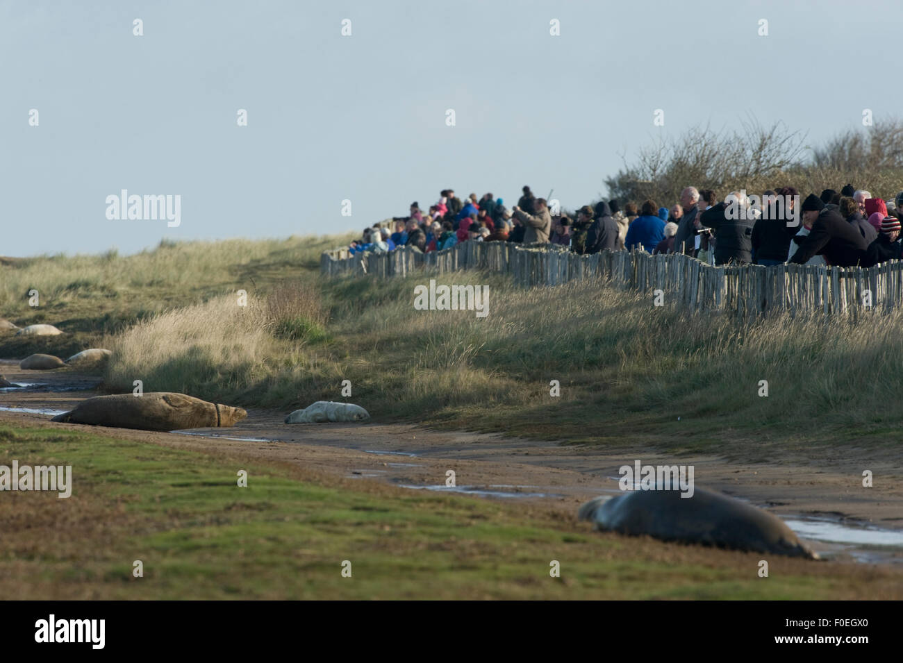 People watching Grey seals (Halichoerus grypus) at breeding site in ...